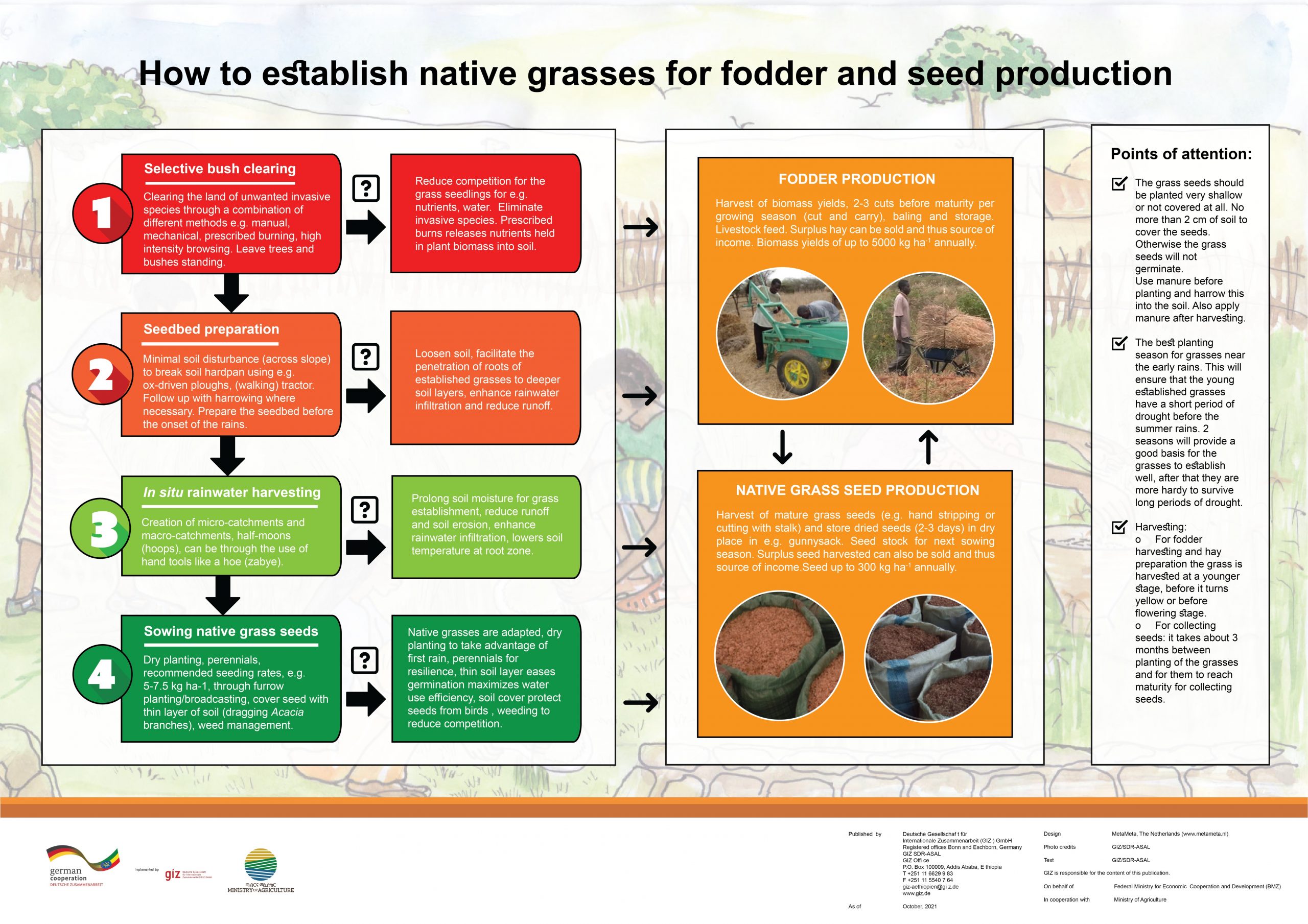 How to establish native grasses for fodder and seed production - DREAM ...